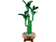LEGO 10344 Botanicals Lucky Bamboo | BrickEconomy